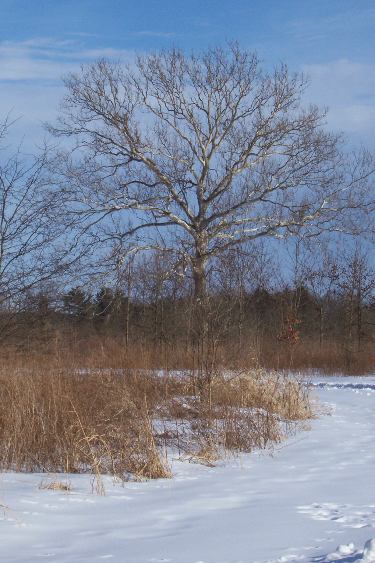 Monday Memories: Winter’s Final Walk | Big Sky Buckeye
